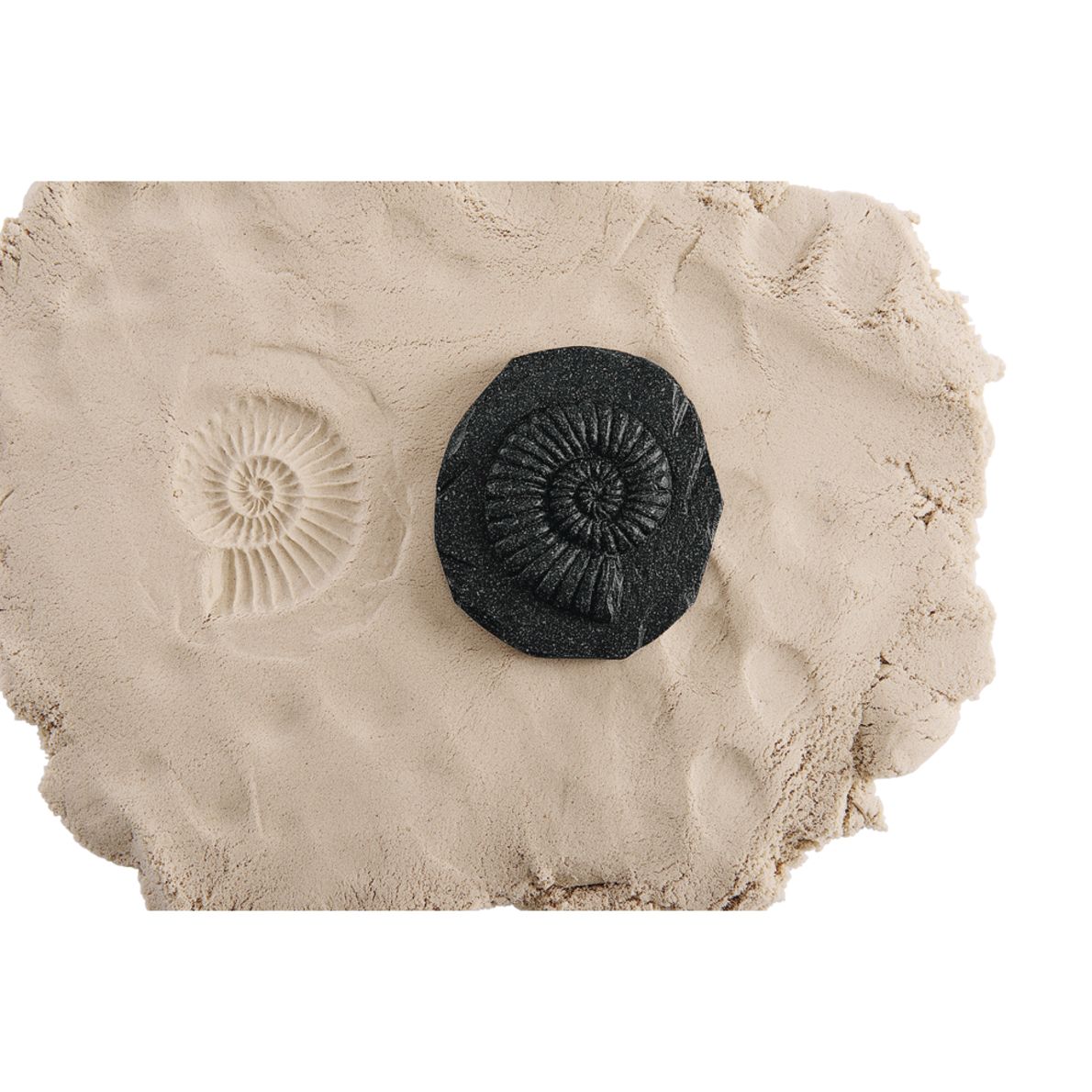 Fossil Stones - Set of 8